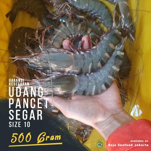 Jual Udang Tiger Sz 10 / Pancet / Udang Windu / Udang Segar 500 gr ...