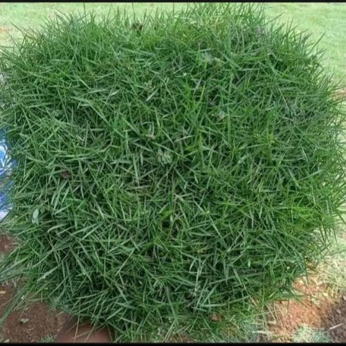 Jual tanaman hidup rumput Jepang/rumput Peking 30cm persegi ukuran ...