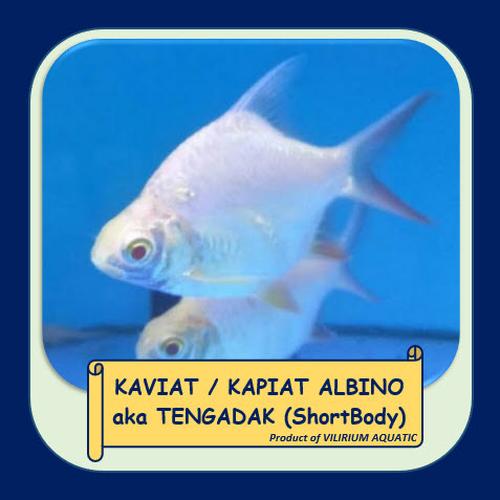Jual IKAN HIAS AIR TAWAR - KAVIAT / KAPIAT ALBINO aka TENGADAK SHORT ...