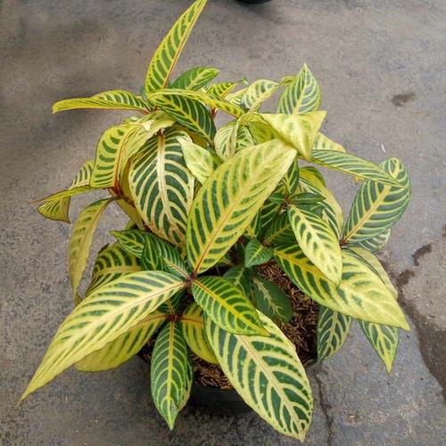 Jual Aphelandra Zebra Plant / Tulang Bandeng Tanaman Hias Garis Kuning ...