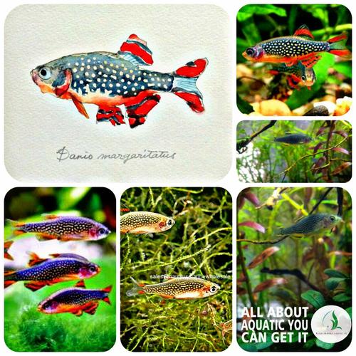 Jual ikan hias rasbora galaxy untuk aquarium dan aquascape - Kota ...