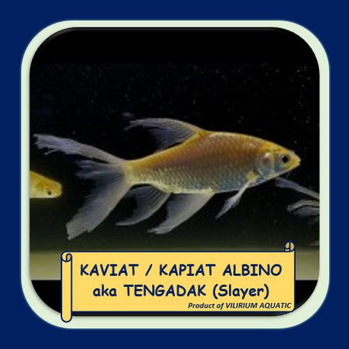 Jual IKAN HIAS AIR TAWAR - KAVIAT / KAPIAT ALBINO aka TENGADAK SLAYER ...