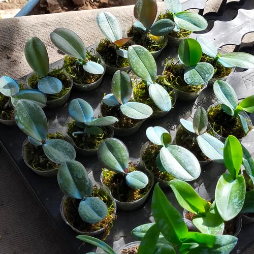 Jual seedling anggrek bulan BUNGA BESAR - Kota Batu - BIBIT BUAH ...
