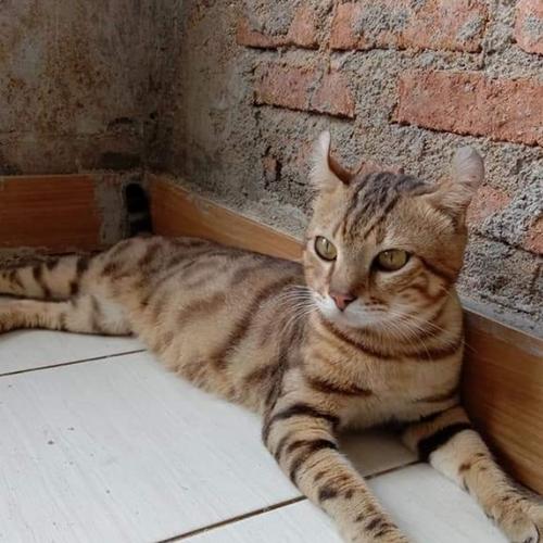 Jual KUCING AMERICAN CURL BENGAL BSH MUNCHKIN SCOTTISH - Jakarta ...