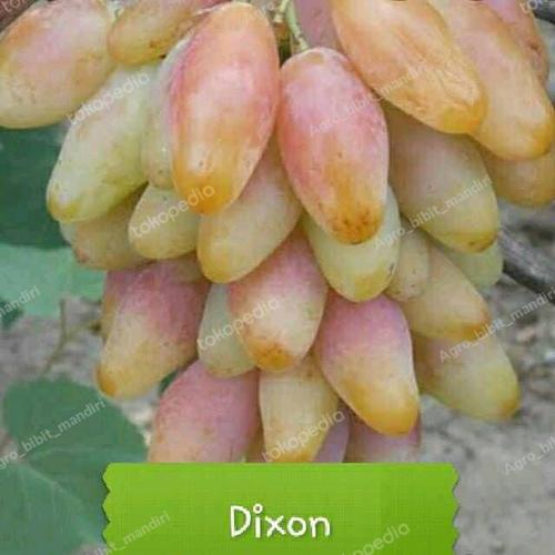 Jual bibit tanaman buah anggur dixon import - Kab. Bogor - Agro_bibit ...
