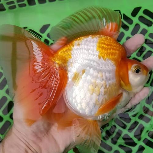 Jual Ikan mas koki ryukin 6-20cm - 12 - Kota Bekasi - Midin Aquatic ...