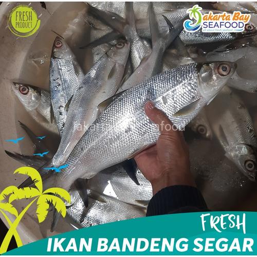 Jual Ikan Bandeng Segar 2kg isi 3-4 Ekor - Ikan Laut Segar - Jakarta ...