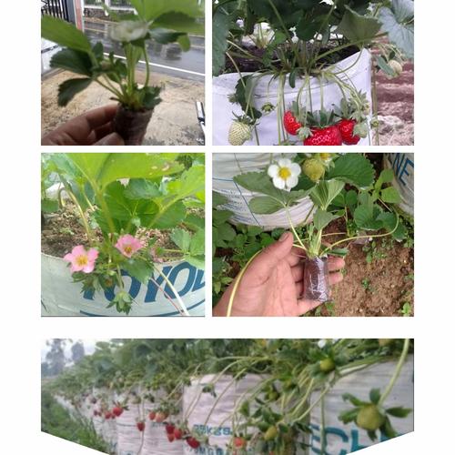 Jual pembelian mix 10 jenis strawberry - Jenis Merlan - Kab. Bandung ...