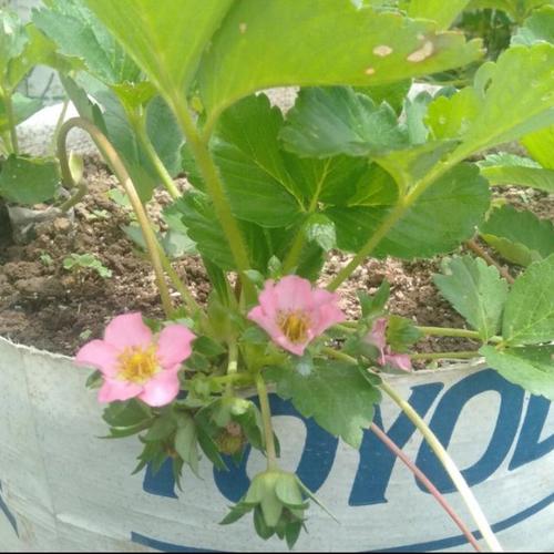 Jual pembelian mix 10 jenis strawberry - Jenis Merlan - Kab. Bandung ...