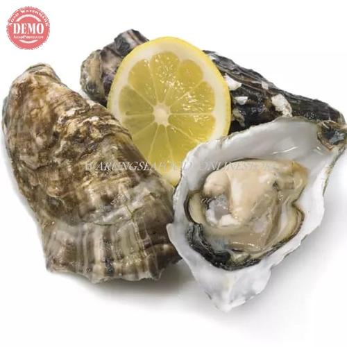 Jual Kerang Tiram Oyster Kerang Segar Fresh Segar Bergaransi - Jakarta ...