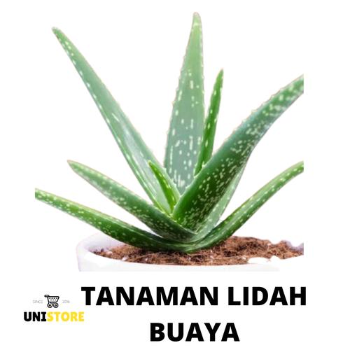 Jual Bibit Tanaman Lidah Buaya - Pohon Aloe Vera - Tanaman Herbal - Kab ...