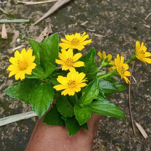 Jual tanaman hias wedelia,wedelia bunga kuning - Kab. Bogor - MD TANAMAN 08 | Tokopedia
