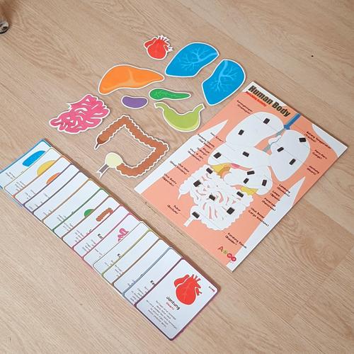 Jual human body model kit abwakids montessori - Kota Bandung - Abwa ...