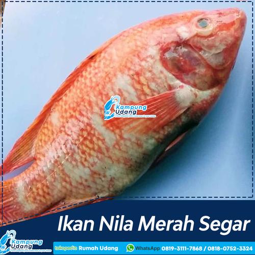 Jual Ikan Nila Merah Segar (Bersih Sisik-Isi Perut-Insang) FRESH - 1 kg ...