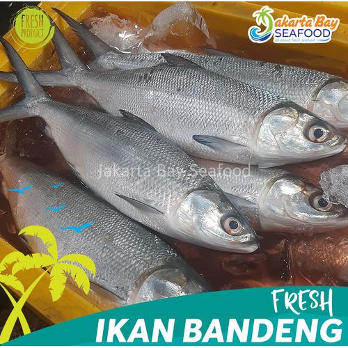 Jual Ikan Bandeng Segar (2KG isi 3-4 Ekor) - Ikan SEGAR Harian ...