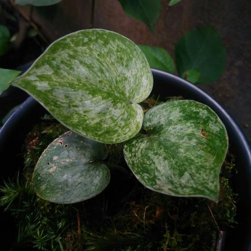 Jual SCINDAPSUS VARIEGATED MINT - Kab. Banyumas - URUN OKSIGEN | Tokopedia