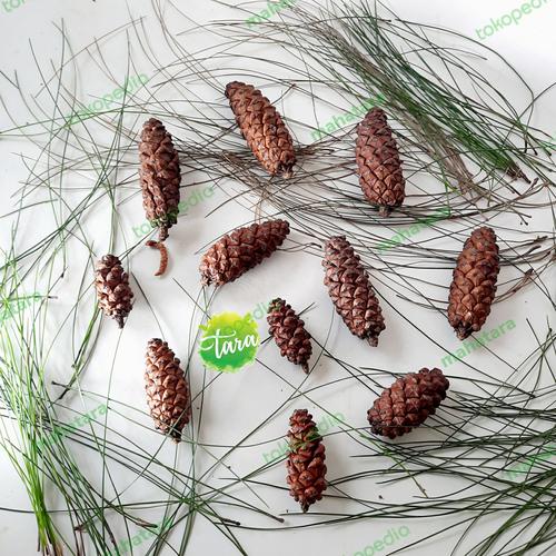 Jual Bunga Pinus KUNCUP/Buah Pinus /Pinecone Buds/ Pine Cone Flower ...