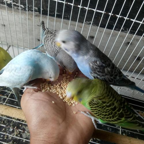 Jual Parkit Jinak Indor - Jakarta Timur - Yayoy Freefly Parrot | Tokopedia