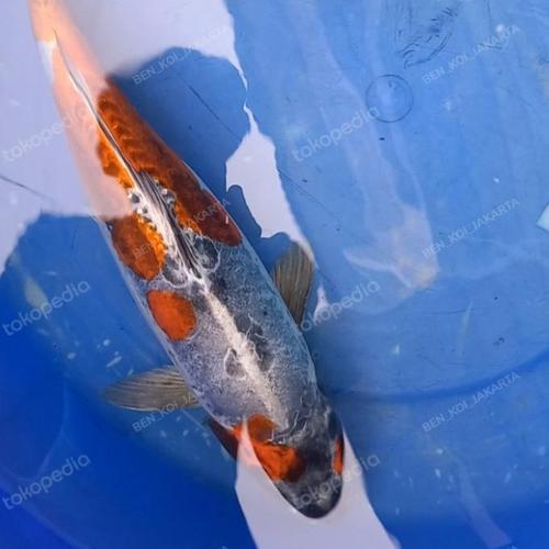 Jual Ikan Koi Kiko Antik Sq Abqorystore - Jakarta Utara - store_abqory ...