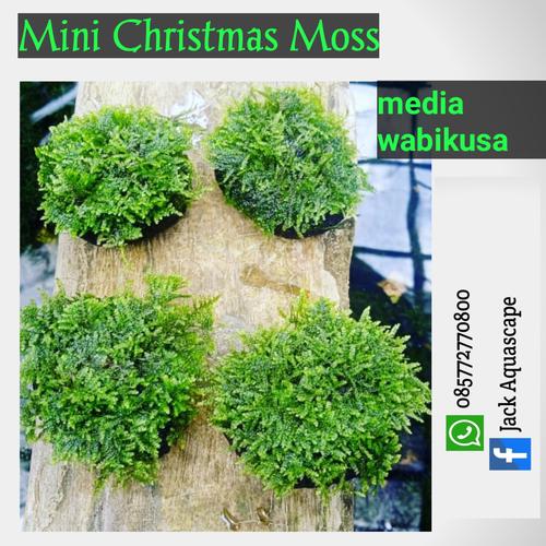 Jual mini Christmas moss - Kota Bogor - SANTRI AQUASCAPE | Tokopedia