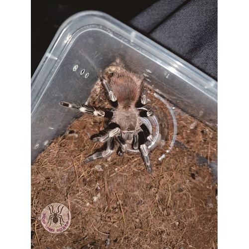 Jual NHANDU CHROMATUS MALE TARANTULA - Kota Bandung - spider lover ...