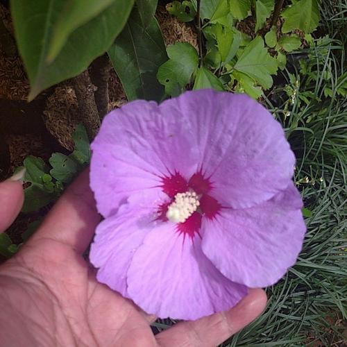 Promo POHON KEMBANG SEPATU BUNGA UNGU LIDAH PINK/TANAMAN HIAS KEMBANG ...