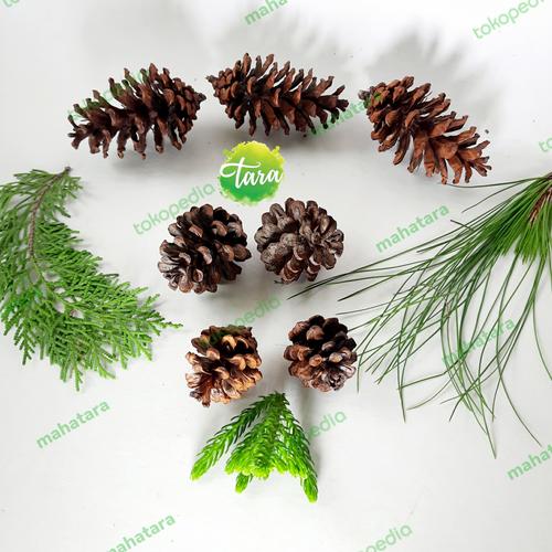 Jual Bunga Pinus MEKAR/Buah Pinus/ Pine Cone/ Art/ Rustic/Photo/Biji ...