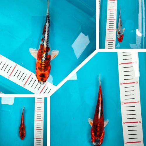 Jual Paket Ikan Koi Jenis Kiko Isi 4 Ekor Ukuran 20-25Cm Lintanggroup9 ...
