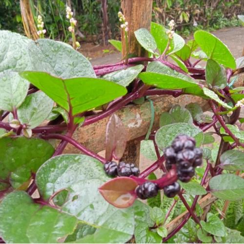 Jual Ready daun binahong merah per lembar - Kab. Bekasi - GALERYKAMPUNG ...