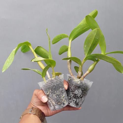 Jual anggrek dendrobium lasianthera remaja - Kota Batu - Ezr Eden ...