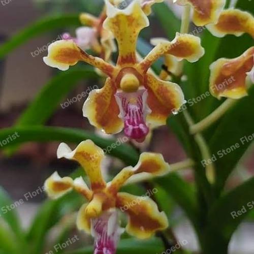 Jual anggrek vanda celebica spesies Sulawesi rawatan dewasa - Kab ...