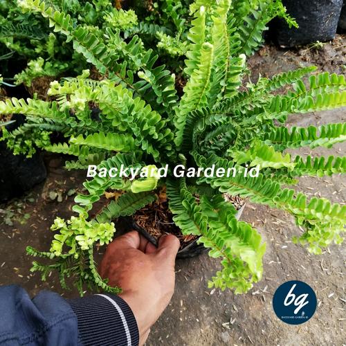 Jual tanaman hias indoor Fern Lemon Button/ Pakis kelabang/ sehat ...