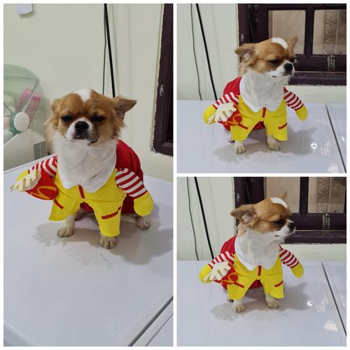 Jual Pet Costume | Kostum Hewan | Baju Anjing Kucing | Baju Karakter ...