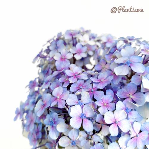 Jual French Hydrangea | Pohon Bunga Hortensia Bunga Bola Dekorasi Taman ...