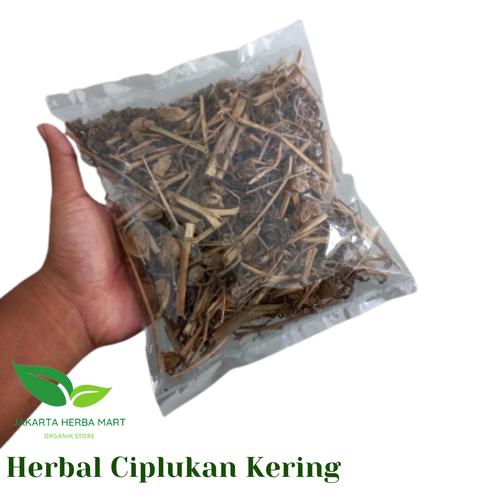 Jual Herbal Tanaman Ciplukan Kering - Cecendet Kering cecenet Kaya ...