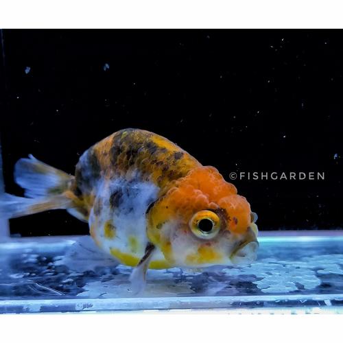 Jual Ikan Mas Koki Ranchu Hybrid Calico Size Baby 5-6cm (BAHAN) - Kota ...