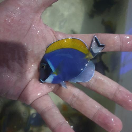 Jual Botana Biru - S - Jakarta Selatan - Lenteng aquamarine | Tokopedia