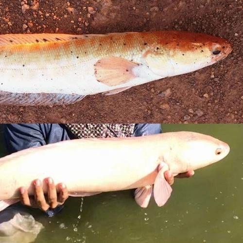 Jual Toman Xanthic / golden toman - Jakarta Barat - AquaCornerjakarta ...