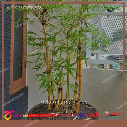 Jual BIBIT BAMBU KUNING ASLI l TANAMAN HIAS BAMBU KUNING p 150cm - Kota ...