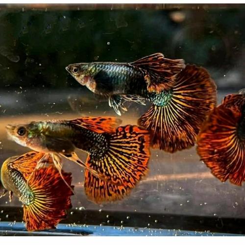 Jual Guppy red dragon HM - Pasangan - Kota Depok - Bengkelguppy | Tokopedia