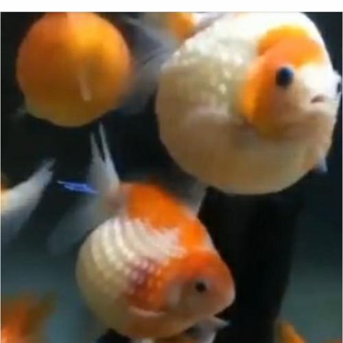 Jual ikan mas koki mutiara aquascape - Kota Tangerang Selatan - EL Ikan ...