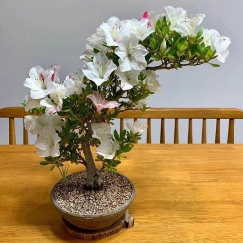 Jual Bunga azalea putih /Tanaman asaliah hias berbunga - Kab. Bandung ...