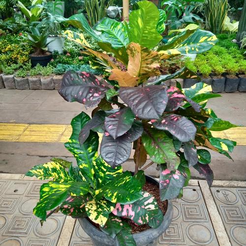 Jual Puring Worten Tanaman Hias Rimbun - Jakarta Selatan - Taman Hijau ...