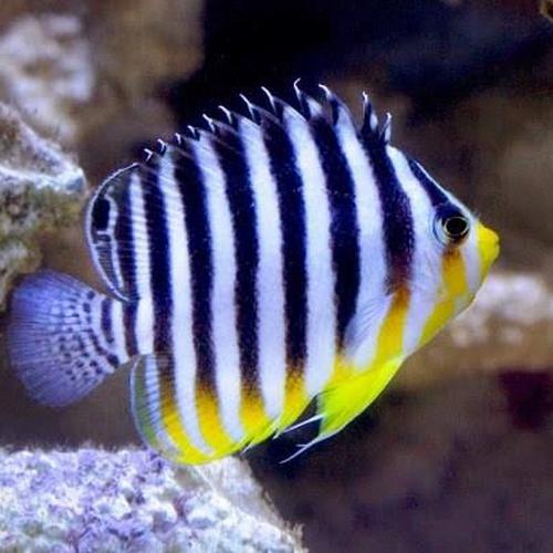 Jual ikan hias air laut - angel kipper - Jakarta Selatan - mandiri ...