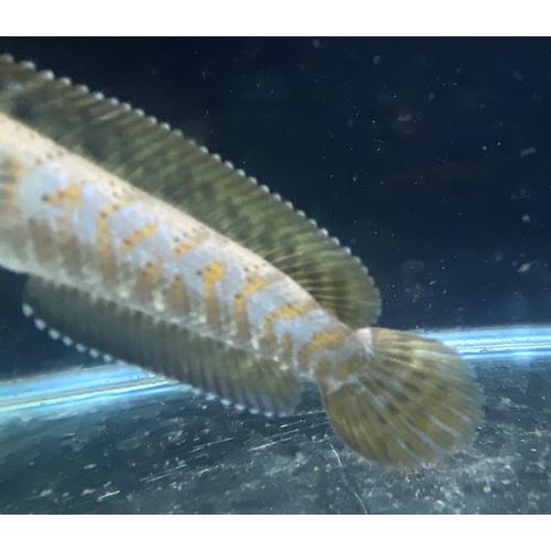 Jual Channa Blue Pulchra 9-10cm Ikan Top - Kota Medan - Makgora Betta ...