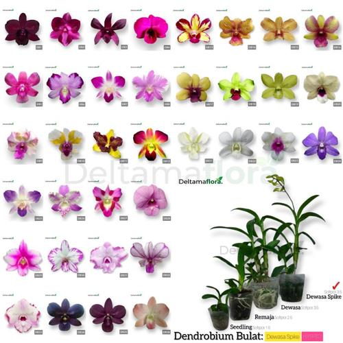Jual Anggrek Dendrobium Bulat Dewasa Spike - Mix (Campur) - Kota Batu ...