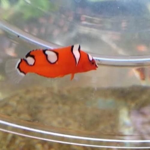 Jual ikan hias air laut - keling merah - Jakarta Selatan - mandiri ...