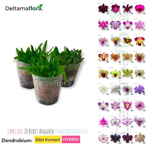 Jual Anggrek Dendrobium Bulat Hybrid Kompot - Mix ( Campur ) - Kota ...