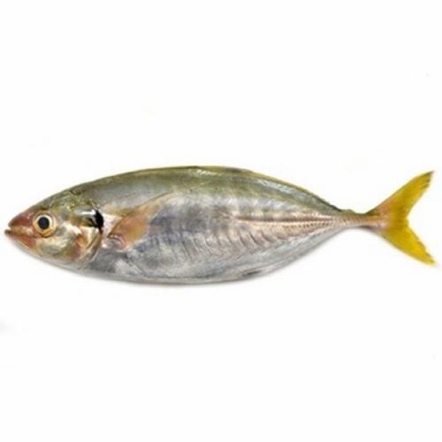 Jual Ikan kembung gepeng / como Fresh Segar - Kota Bekasi ...