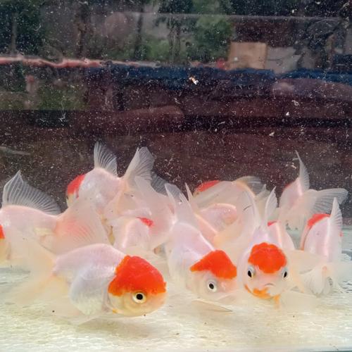 Jual ikan mas koki red cap -+ 5 cm - Kota Bekasi - HADDIE FISH | Tokopedia